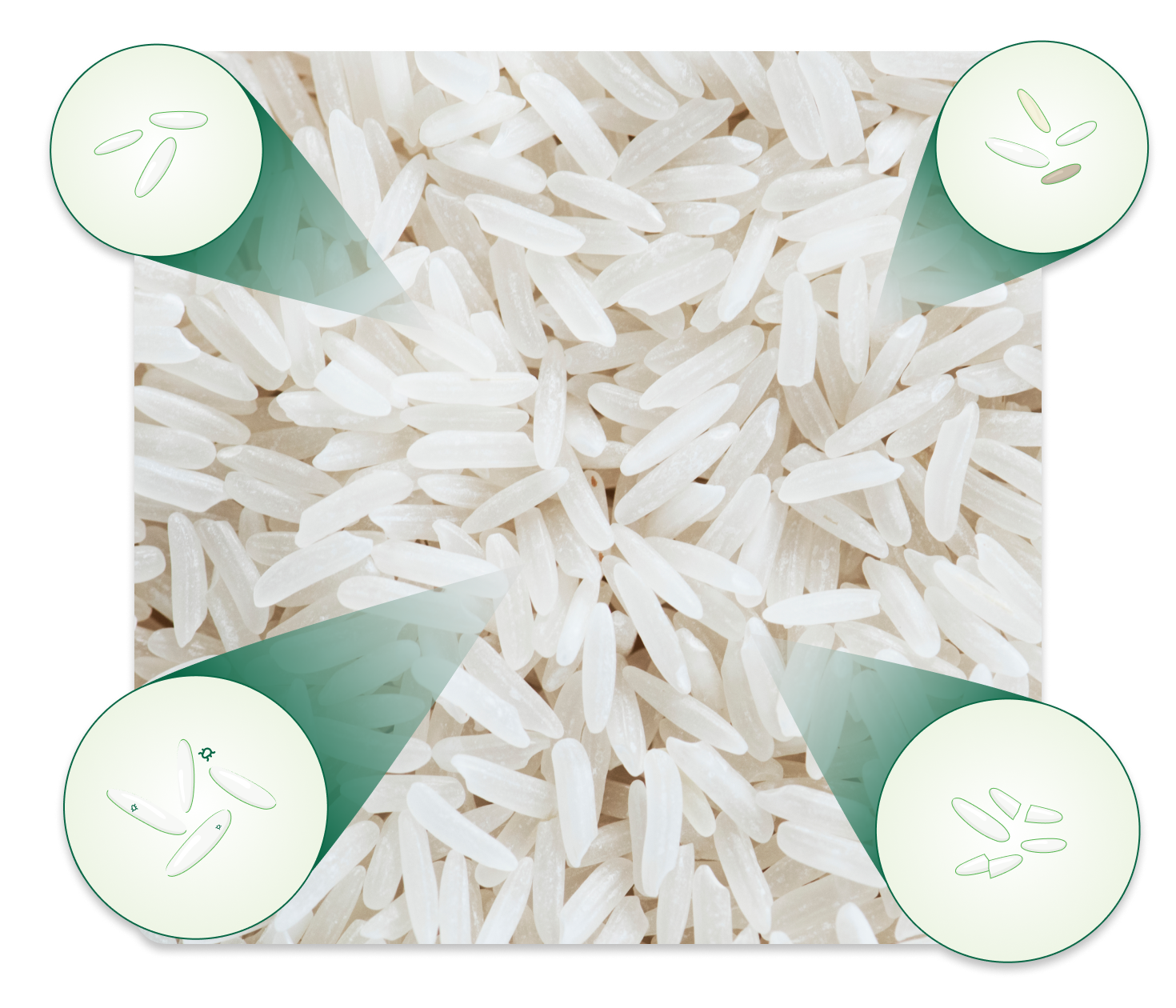 True Rice
